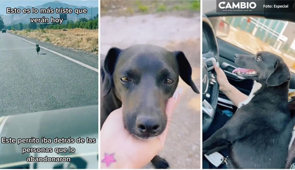 Cruel abandono; lomito corre desesperado tras sus dueños y mujer lo ...