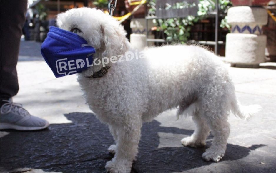 Perrito Frenche se vuelve viral tras pasear con cubrebocas en el Centro ...