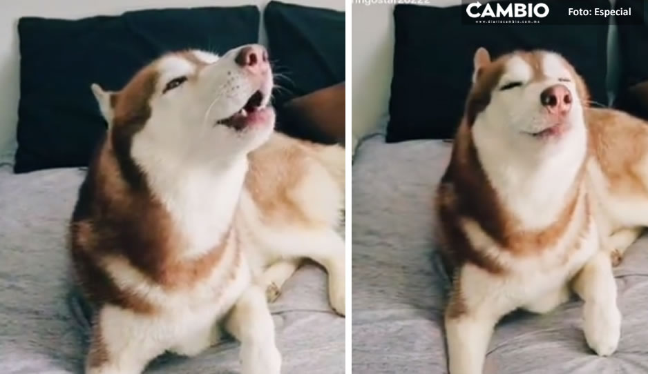¡Perro simulacro! Lomito se vuelve viral tras imitar el sonido de la ...