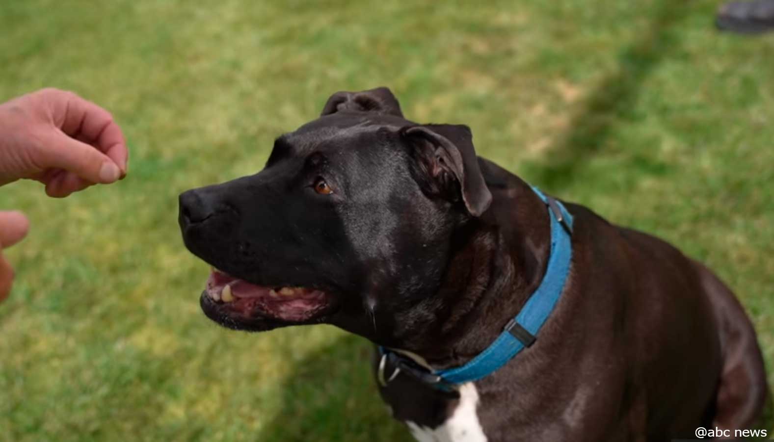 Perrito con ansiedad paralizante encontró su hogar con los reos en la ...