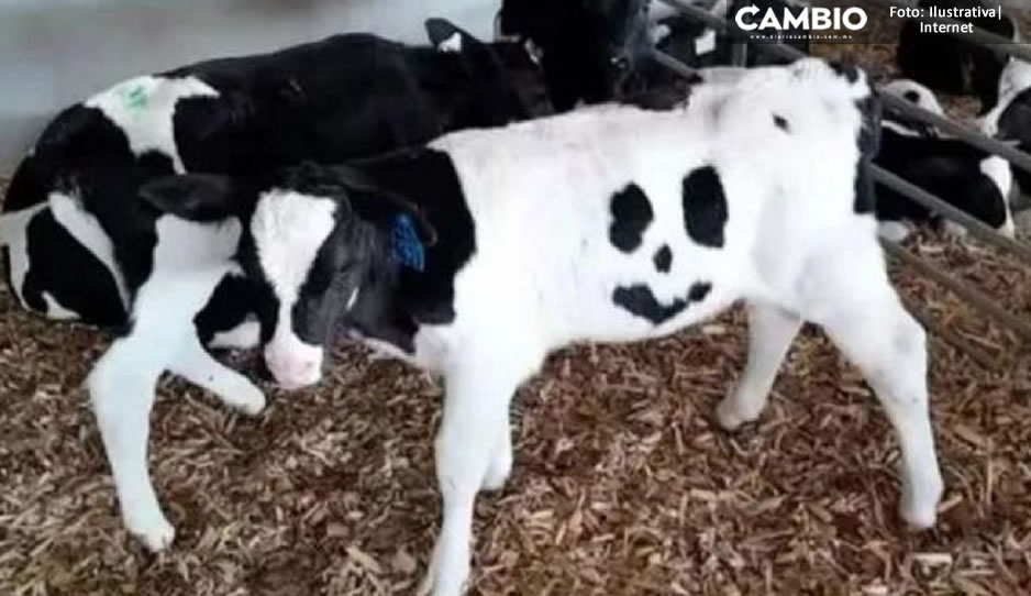 Ternero se salva del matadero tras nacer con una carita feliz en su pelaje
