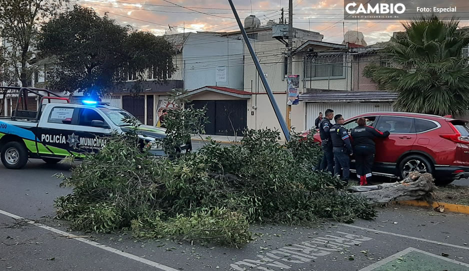 Automovilista pierde el control de su unidad y derriba arbolito en El Cerrito