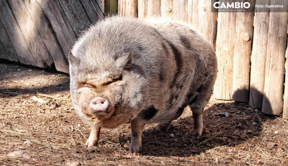 ¡Por querer echarlo en el cazo! Cerdito asesina a carnicero cuando lo ...