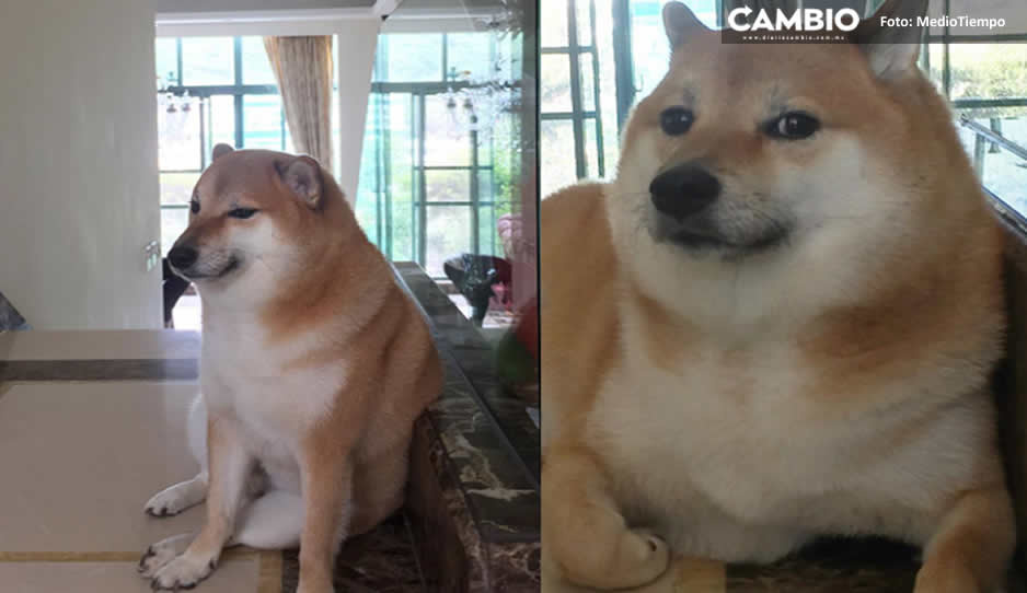 ¡Viva Cheems! Así festejó su último cumpleaños el perro más querido de ...