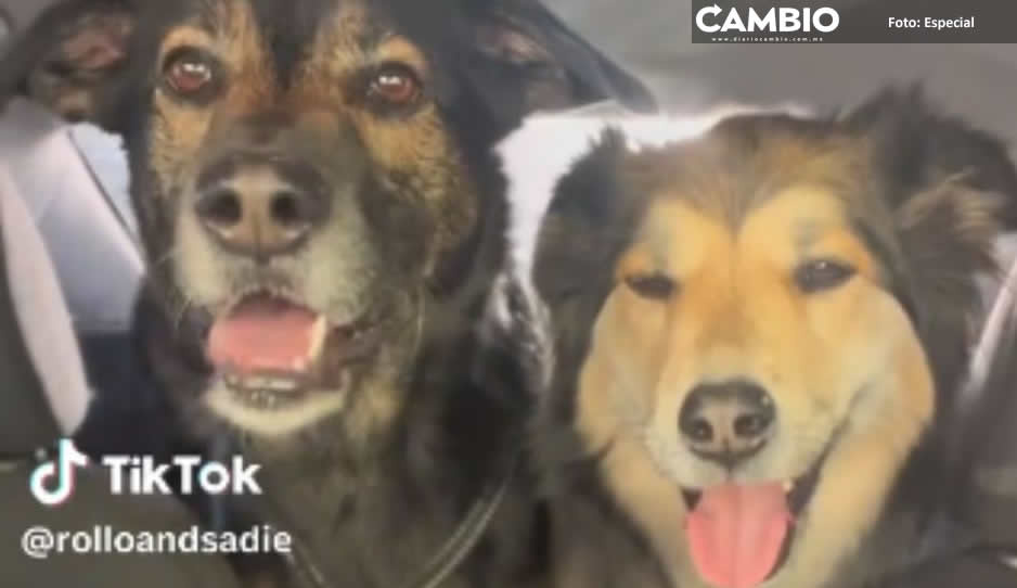 Conmovedora amistad: Rollo y Sadie, los perros que hacen videollamadas