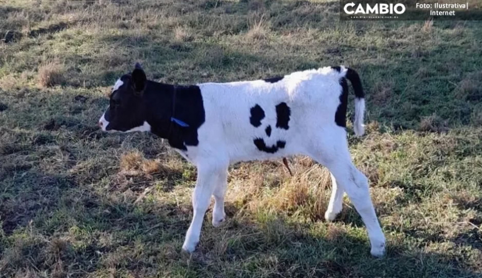Ternero se salva del matadero tras nacer con una carita feliz en su pelaje
