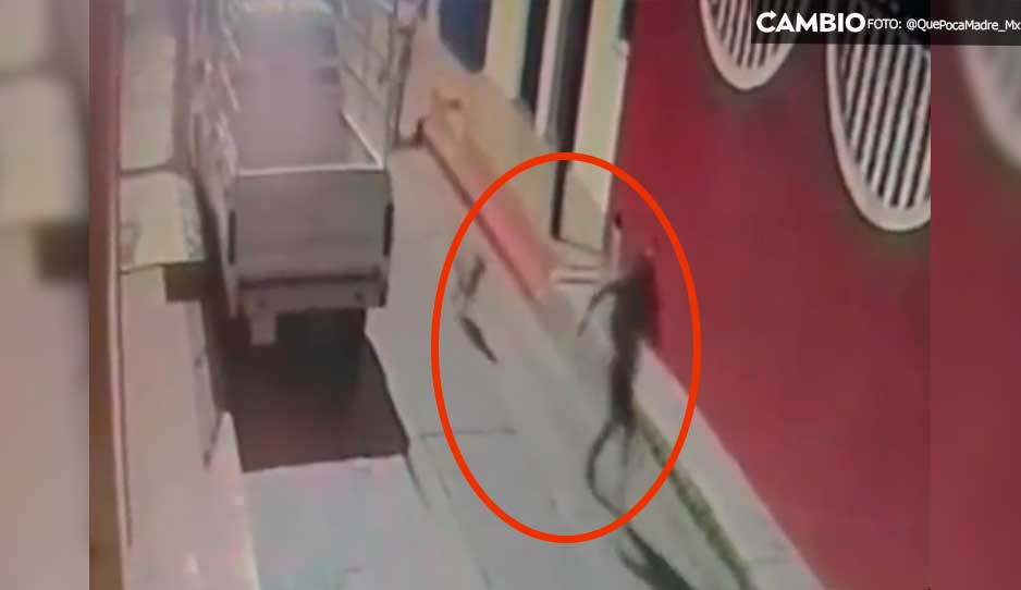 ¡salvada Por Un Peludito Perrito Evita Que Mujer Sea Asaltada Video