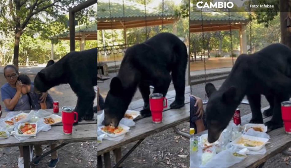 ¡Tenía hambre! Oso sorprende a una familia y se devora su comida (VIDEO)