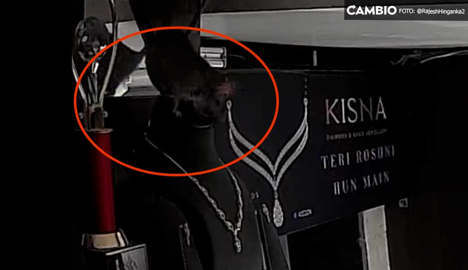 ¡Rata ratera! Animal se roba valioso collar de una joyería (VIDEO)